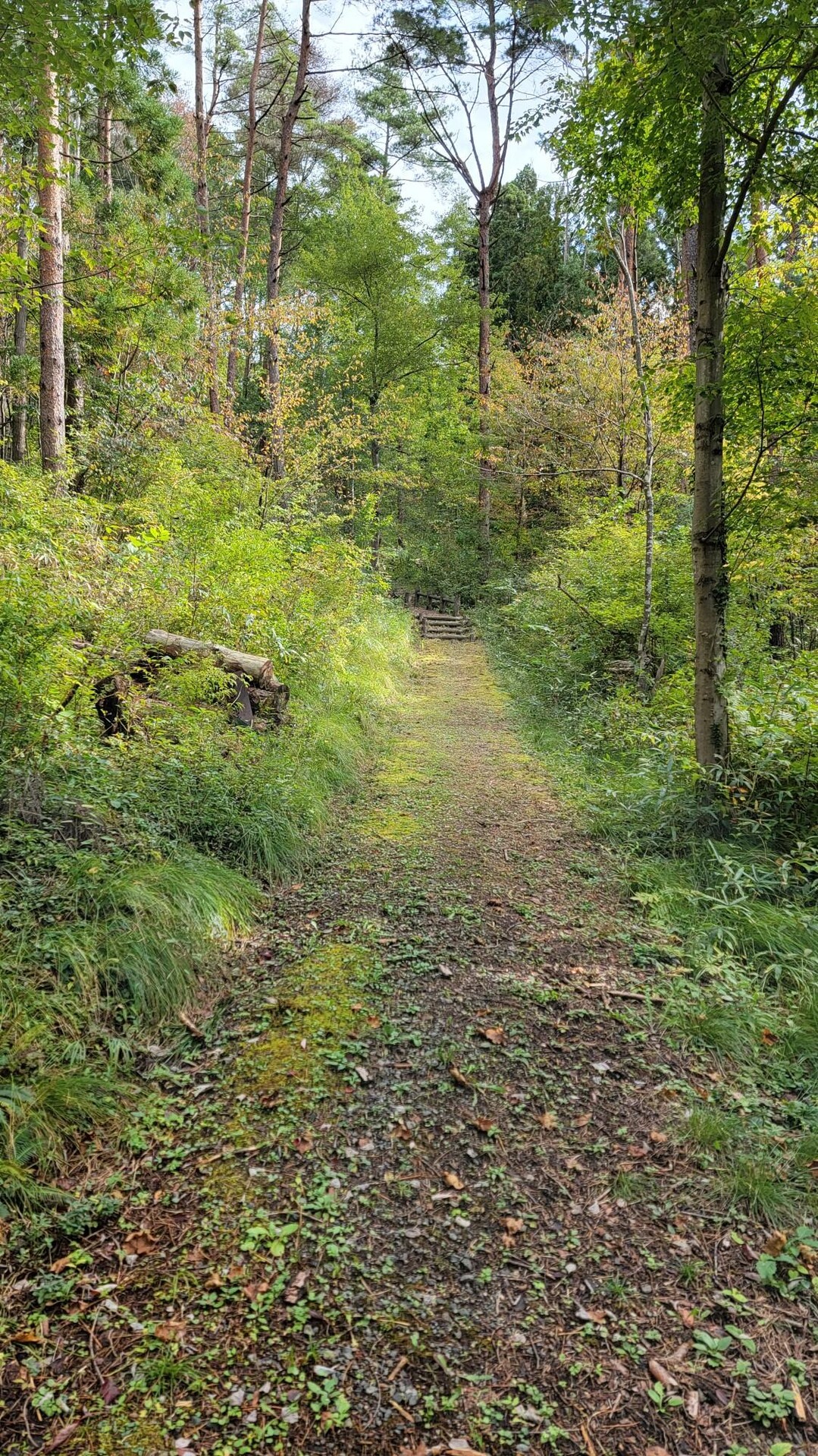 大師山 / Naorinさんの大師山の活動データ | YAMAP / ヤマップ