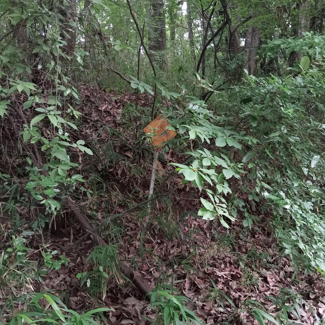 城山 - 旧鷲羽山スカイライン (プレ) / NORさんの倉敷市 水島・児島エリアの活動データ | YAMAP / ヤマップ