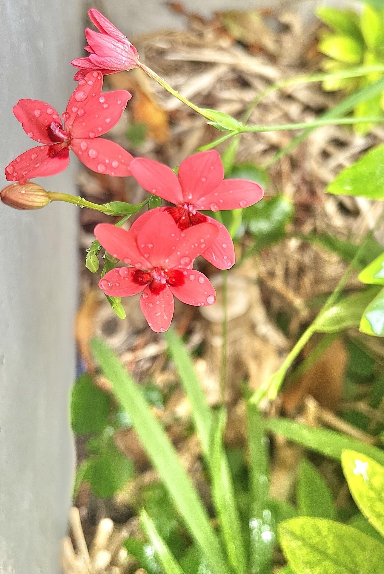 雨で山に登れないので 花見ハイキング🌸... / chieさんのモーメント | YAMAP / ヤマップ