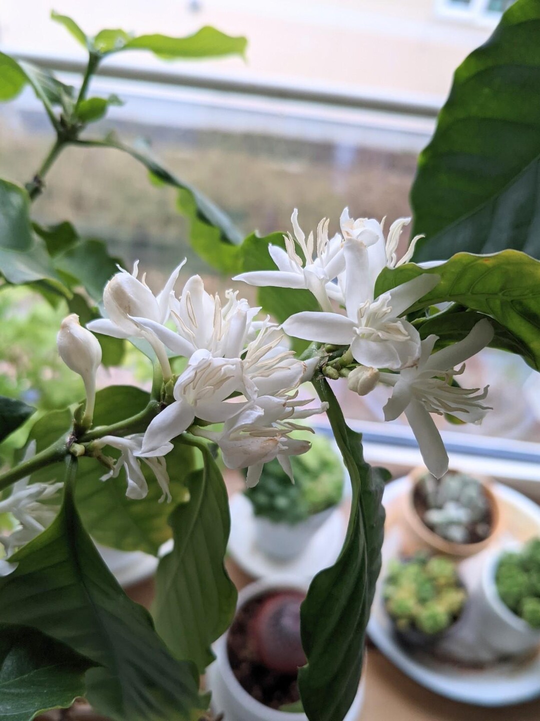 藻岩山も三角山も大分雪どけが進んでいるよ... / cocoaさんのモーメント | YAMAP / ヤマップ