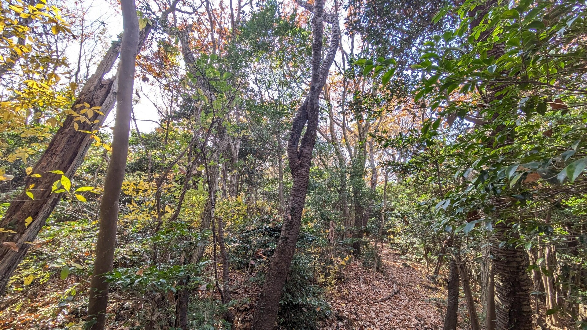 ko usさんの投稿したフィールドメモ | YAMAP / ヤマップ