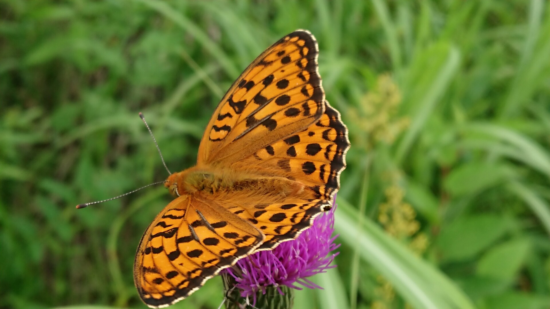 蝶々深山(ﾁｮｳﾁｮｳﾐﾔﾏ)でヒョウモンチョウ🦋 ニッコウキスゲからビタミン摂取‼️ / take2さんの霧ヶ峰・車山・大笹峰の活動データ | YAMAP / ヤマップ