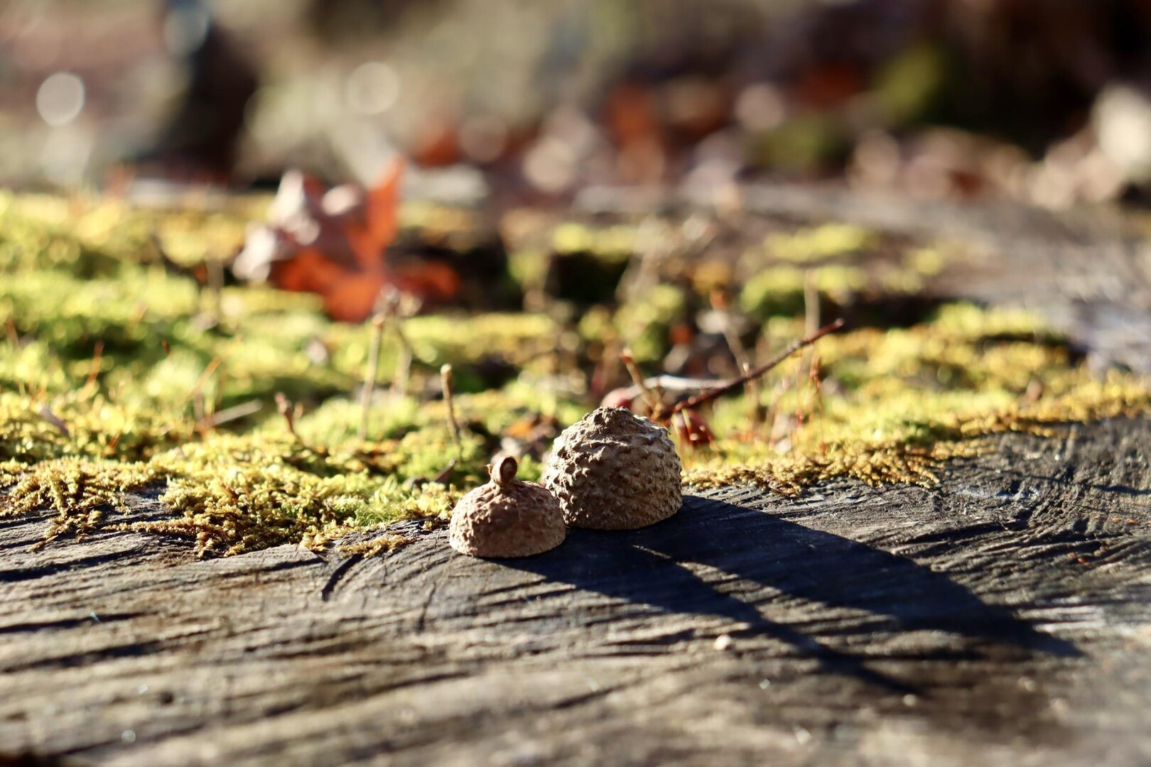 笠取山 / Neko darake さんの和名倉山・笠取山・東仙波の活動データ | YAMAP / ヤマップ