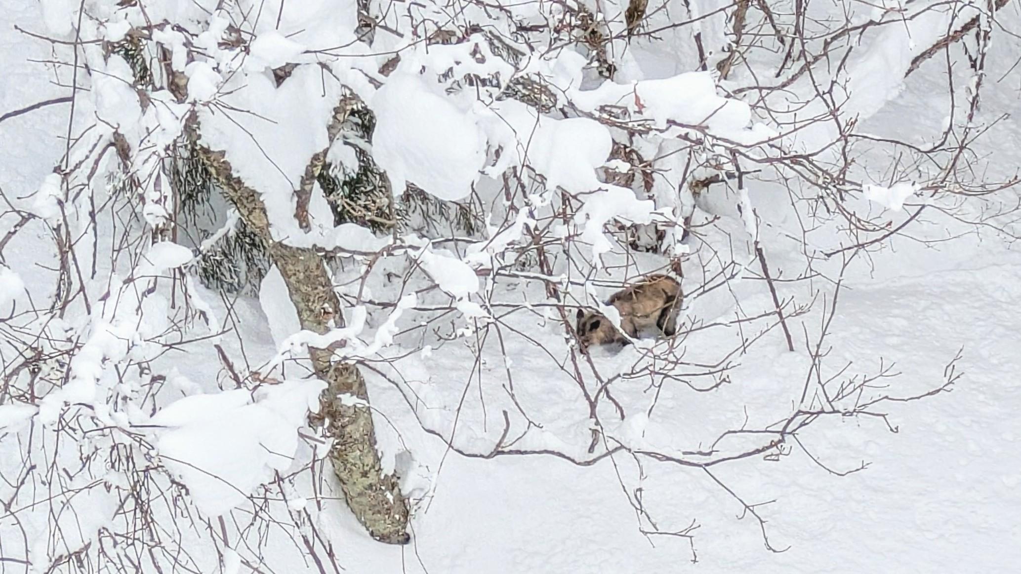 そういえば、今日は高鷲で初めてカモシカを... / Agさんのモーメント | YAMAP / ヤマップ