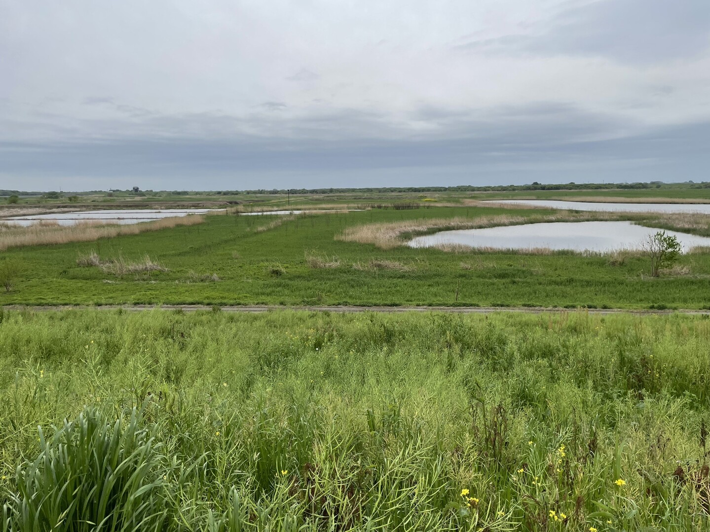 渡良瀬遊水地 コウノトリ観察 2022-04-24 / ota660さんの観光の活動日記 | YAMAP / ヤマップ
