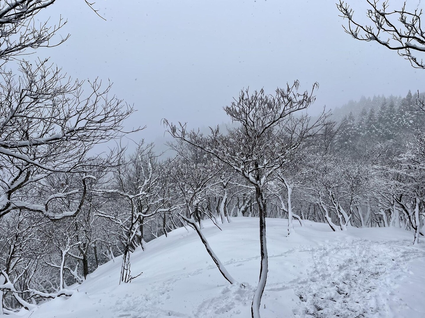 皆子山 / ykさんの皆子山の活動データ | YAMAP / ヤマップ