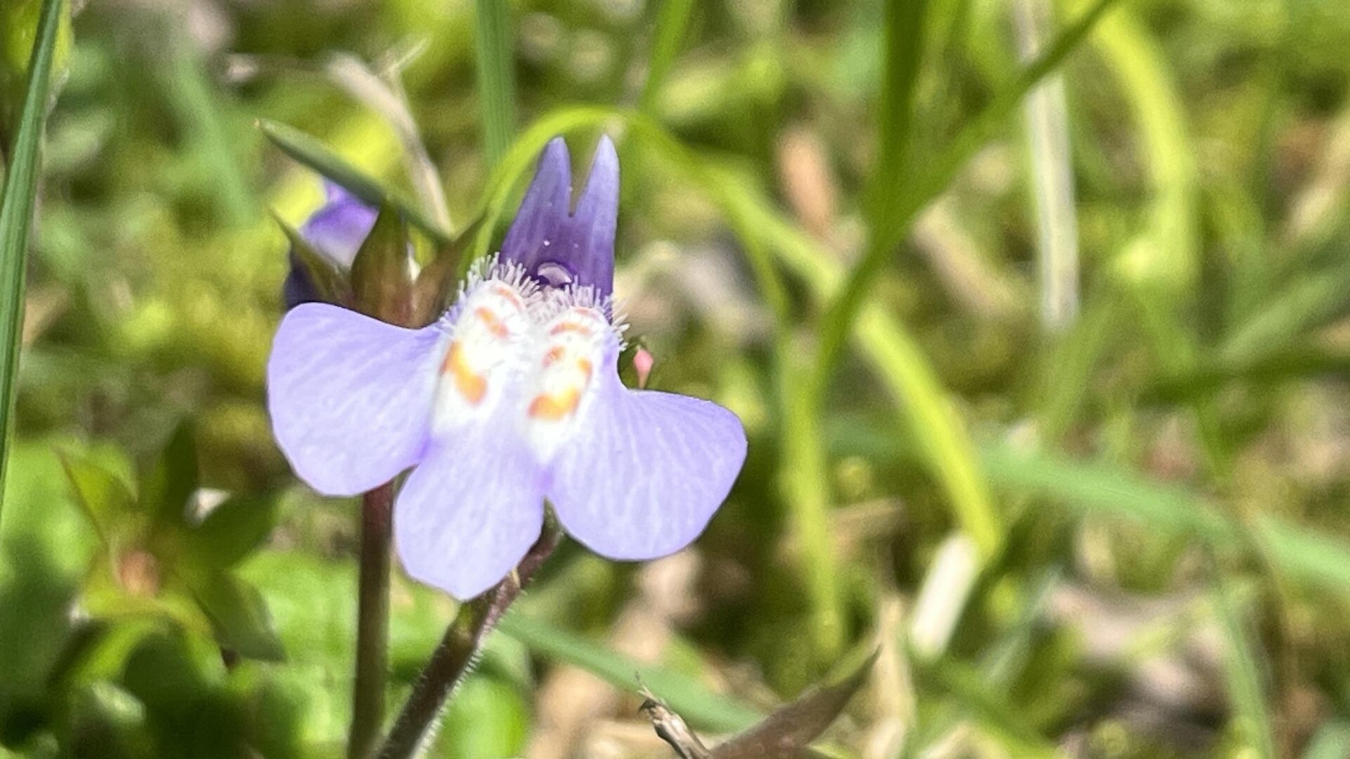 曲渕ダムパークと裏山(京ヶ坊？) / jan4422さんの雷山・井原山の活動データ | YAMAP / ヤマップ