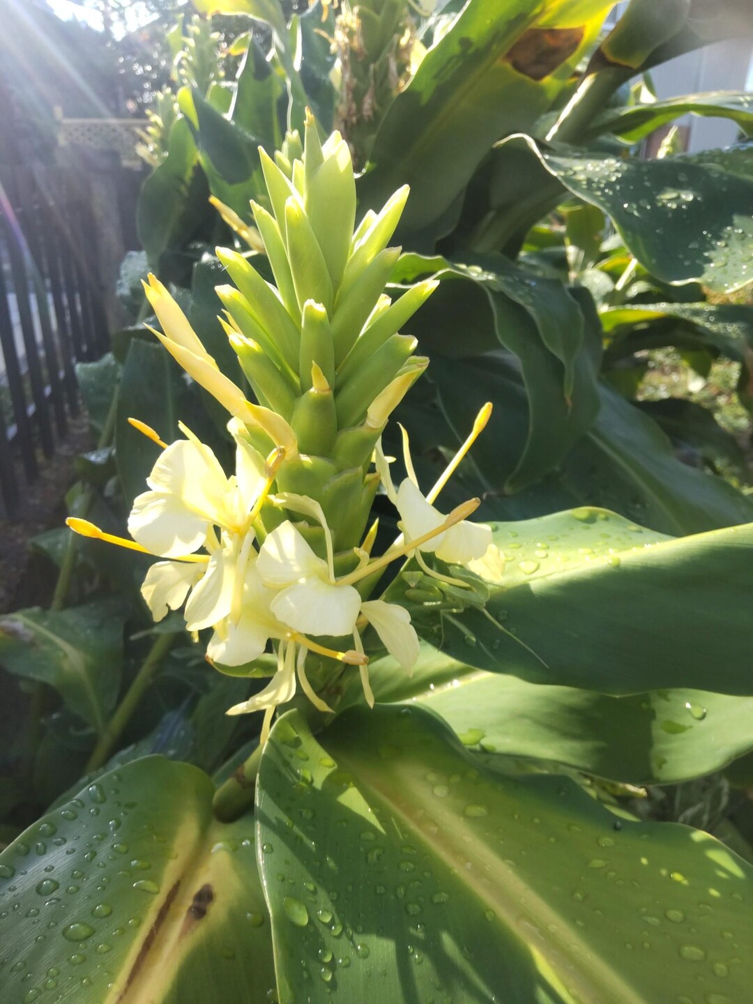 今年も、お盆過ぎから ハナシュクシャが咲... / Mt.OKA🎃さんのモーメント | YAMAP / ヤマップ