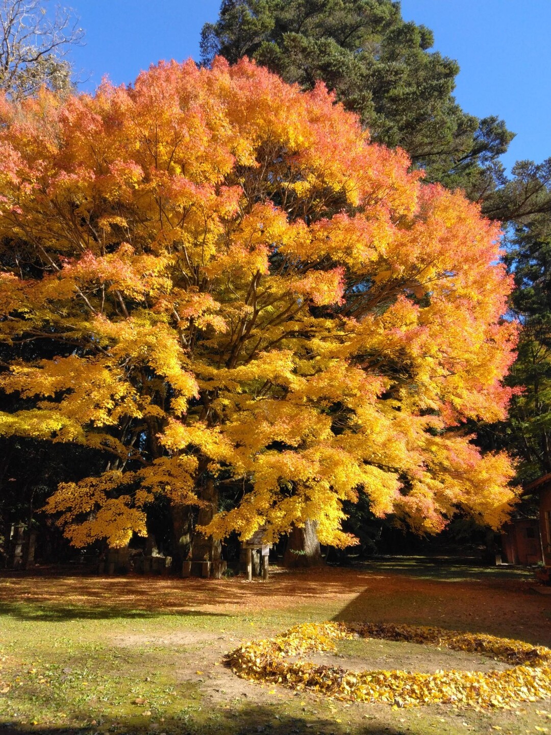 朝日山 寺さん💛紅葉 😳💛 😚💛 / hamukoさんの朝日山の活動データ | YAMAP / ヤマップ
