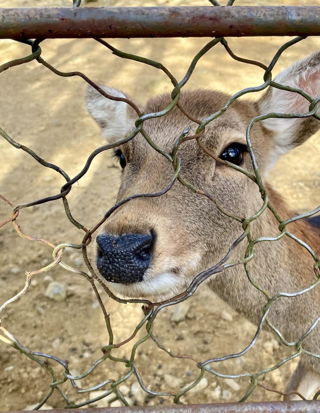 湯ノ岳 / mokumokuさんの湯ノ岳・天狗山・三大明神山の活動データ | YAMAP / ヤマップ
