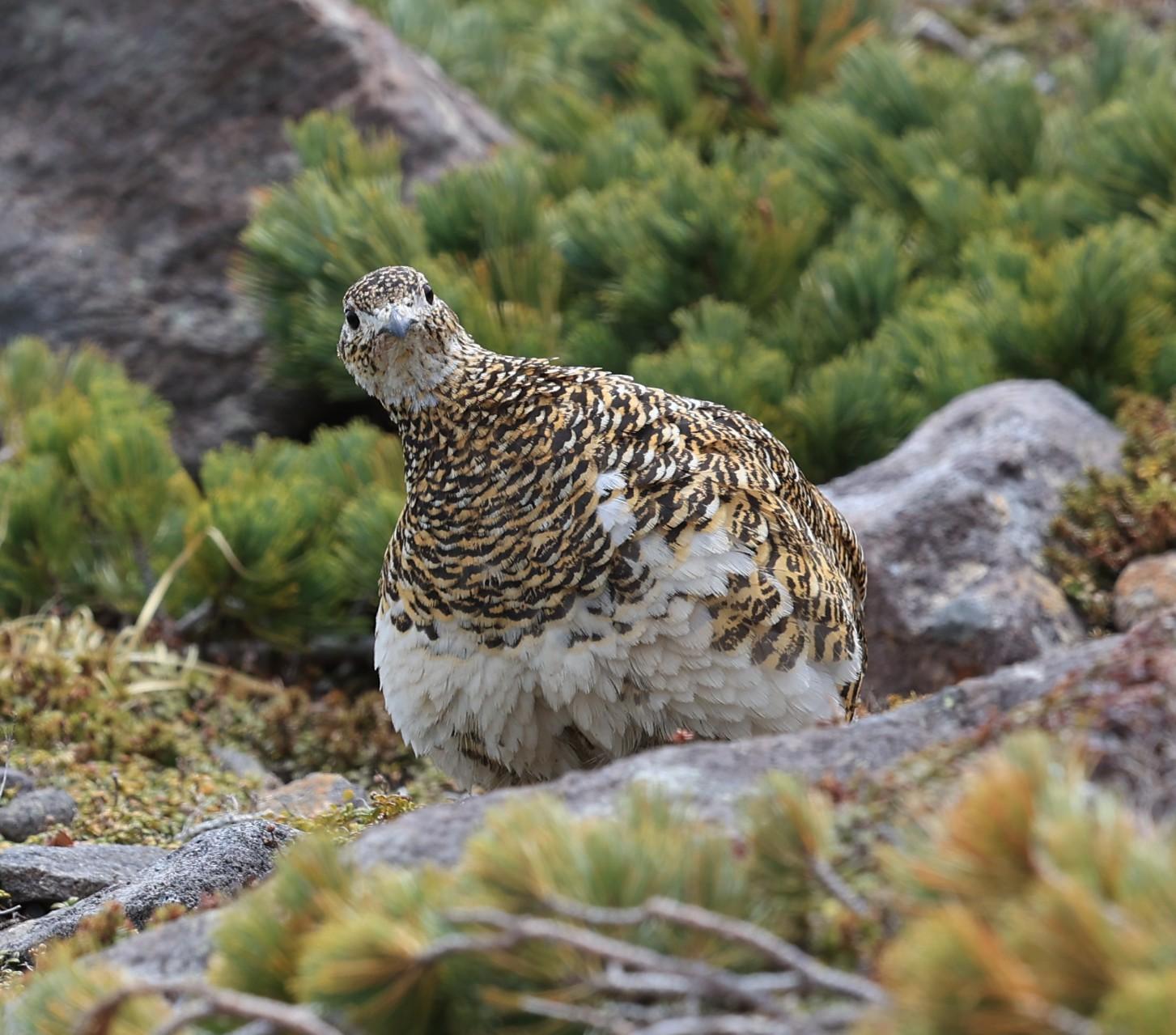 飛騨頂上・継子Ⅱ峰・継子岳 / chikay🐤さんの御嶽山・継子岳・摩利支天山の活動データ | YAMAP / ヤマップ