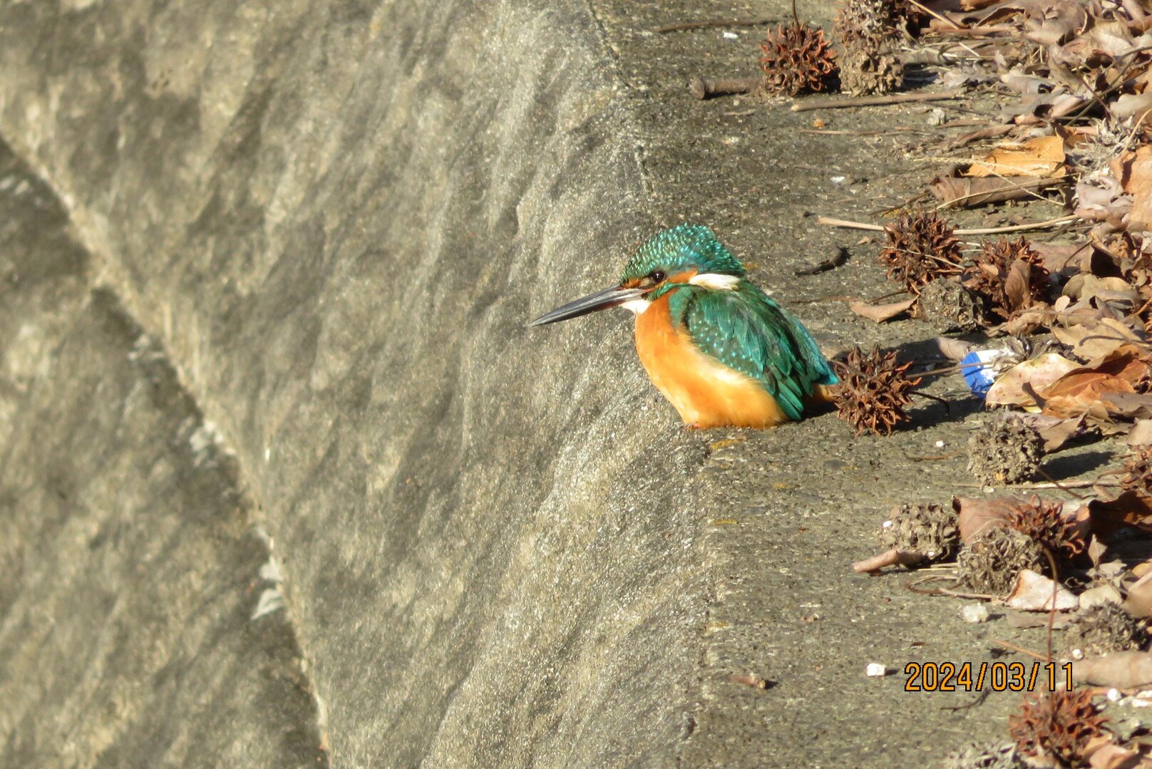 2024.03.15(金) 11:30 / あおまめさんのモーメント | YAMAP / ヤマップ