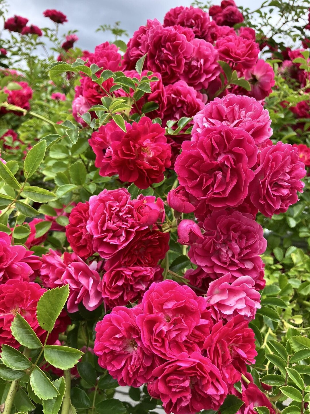 Mine秋吉台ジオパークウルトラマラソン試走！40kmまで！ / 直さんのランニングの活動データ | YAMAP / ヤマップ