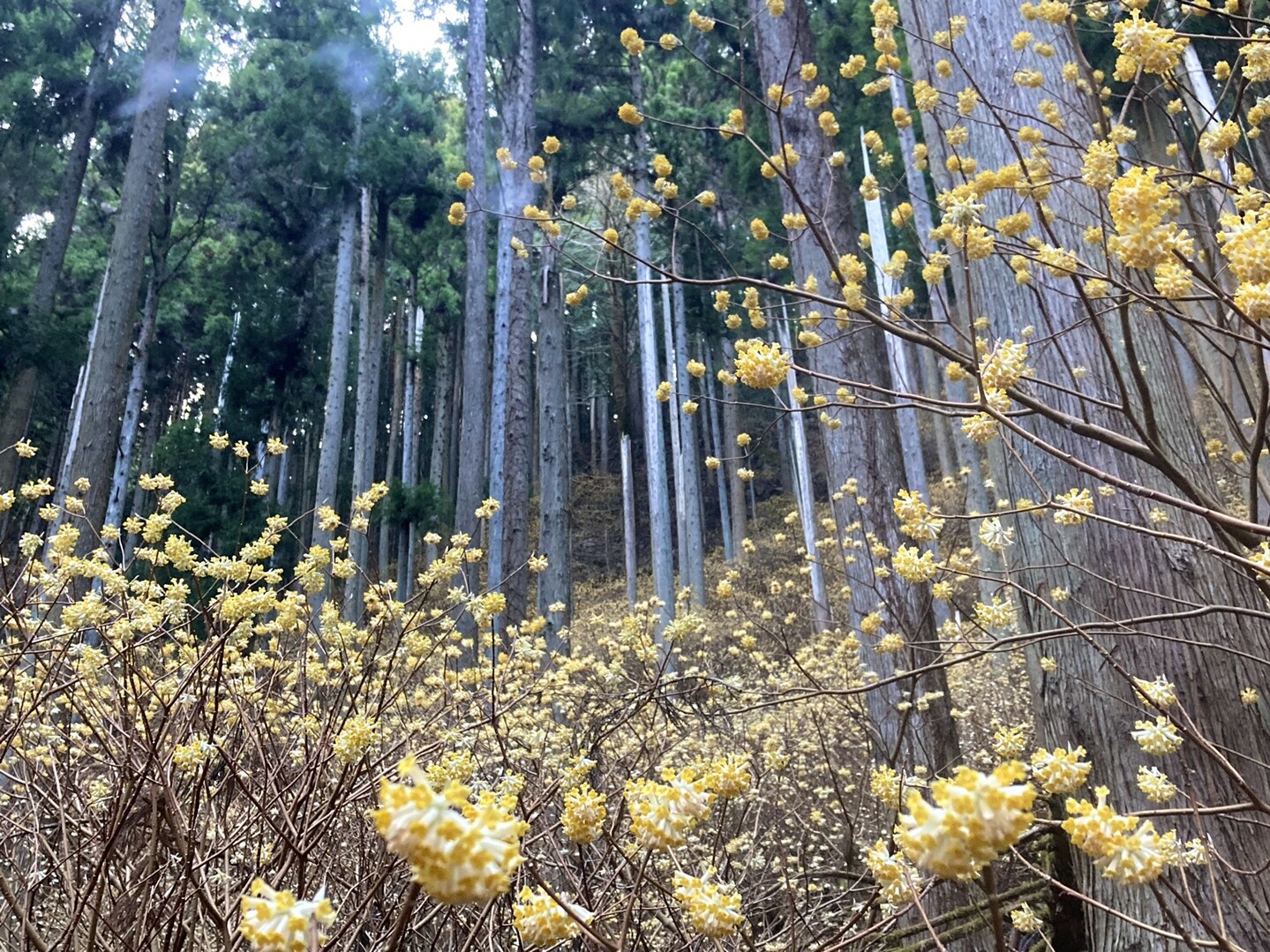 三椏群生ファンタジー 登山帰り、三... / KI KIさんのモーメント | YAMAP / ヤマップ