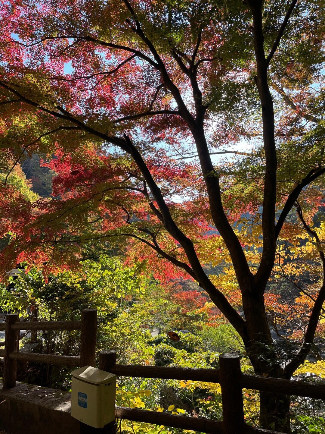 弥三郎岳（羅漢寺山) / HNさんの弥三郎岳（羅漢寺山）の活動データ | YAMAP / ヤマップ