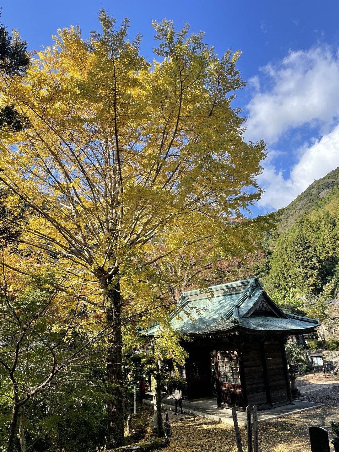 TR 満観峰 / 花GOさんの焼津アルプス（高草山・満観峰・花沢山）・徳願寺山の活動データ | YAMAP / ヤマップ