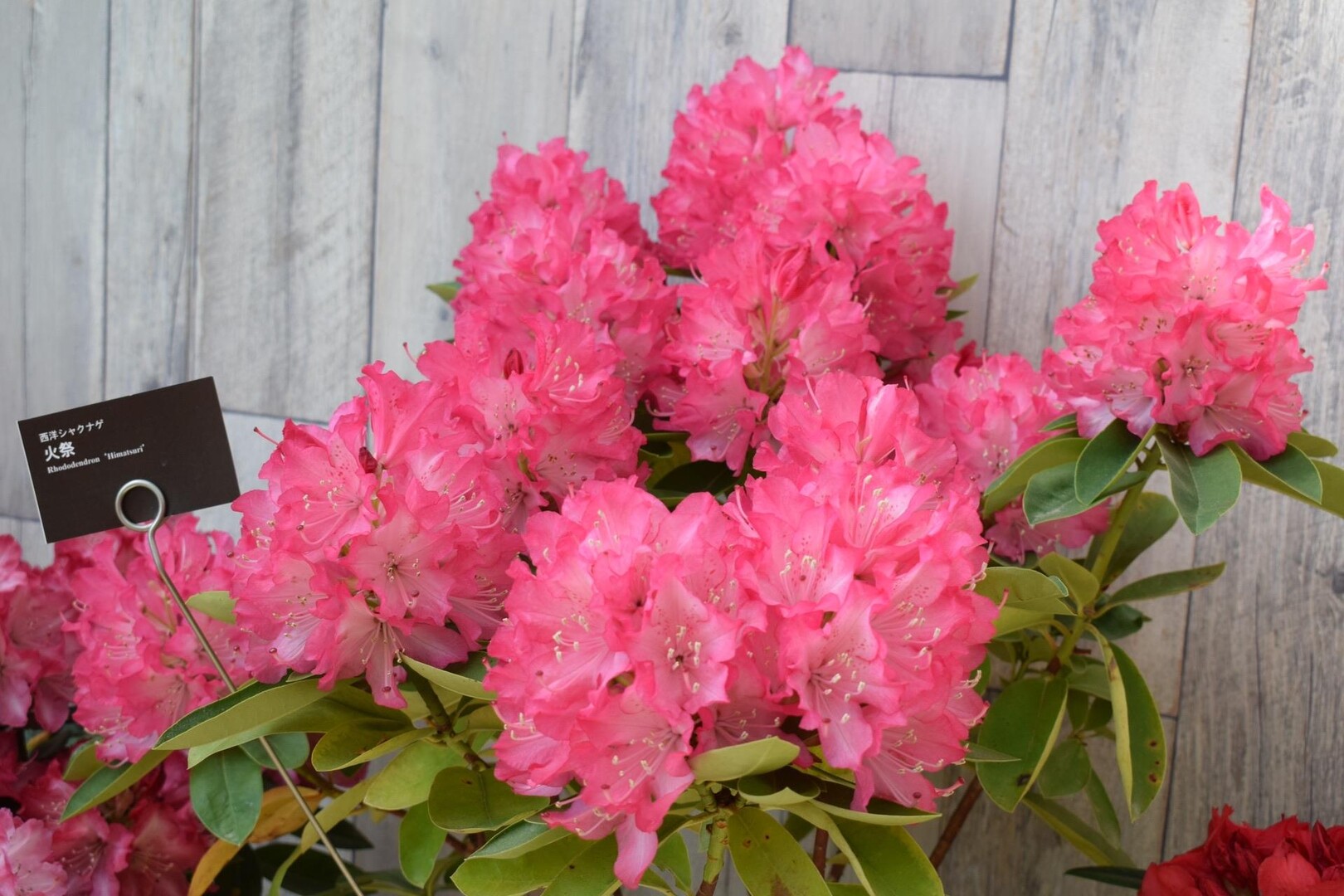 新潟県立植物園 （エニタイムトレファイナル） / ISAさんの新潟市の活動データ | YAMAP / ヤマップ