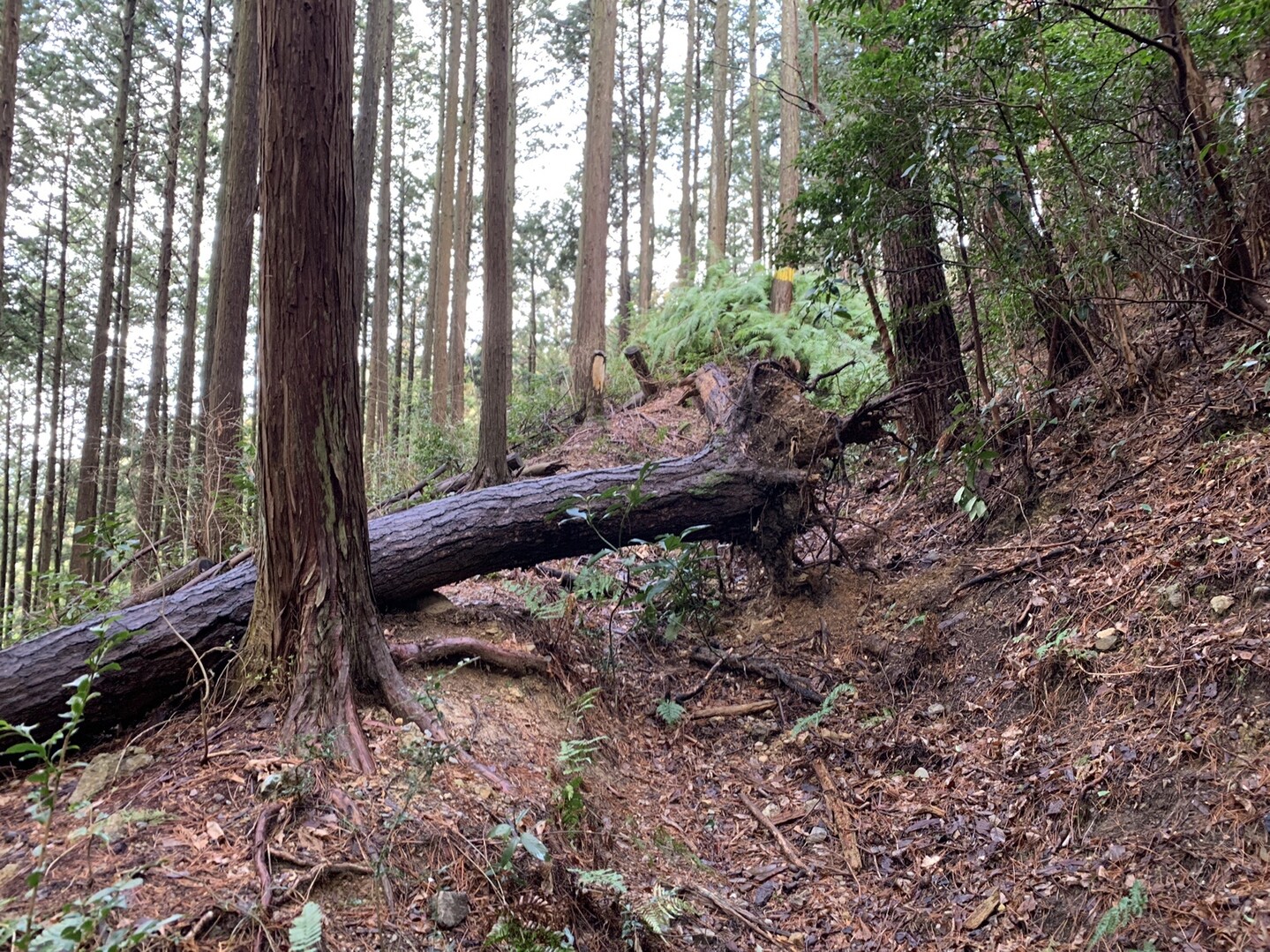 greenmoonきくちゃんさんの投稿したフィールドメモ | YAMAP / ヤマップ