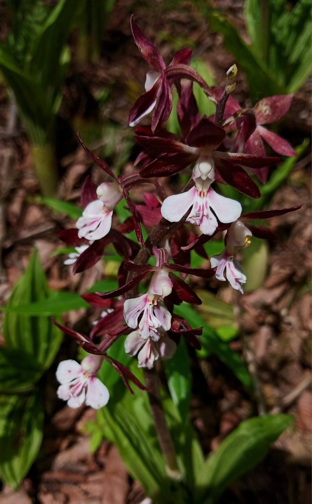 霊仙山 (花の百名山) / naokorinさんの霊仙山の活動データ | YAMAP / ヤマップ