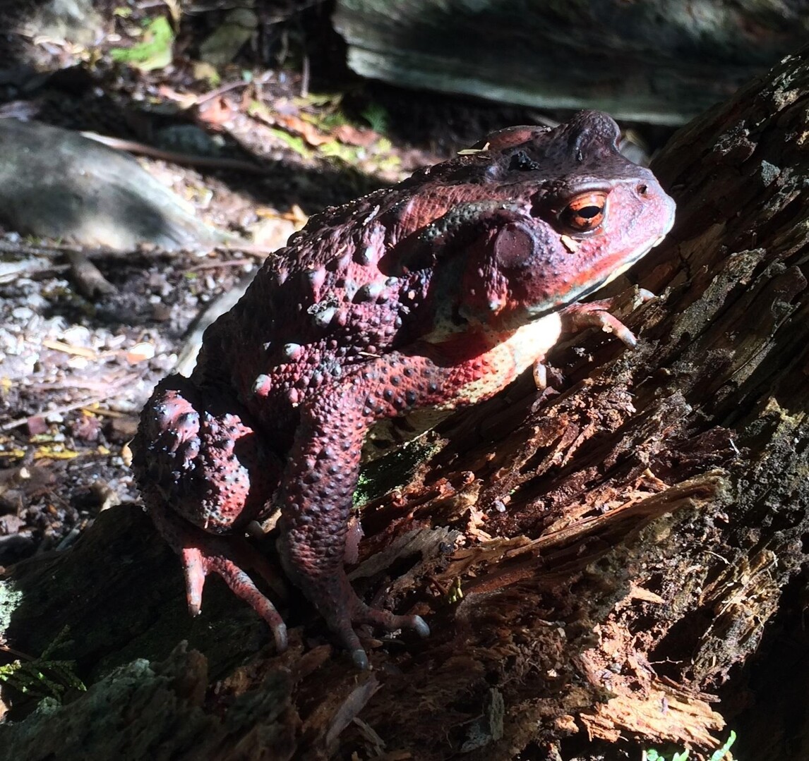 kenjiのページ | YAMAP / ヤマップ