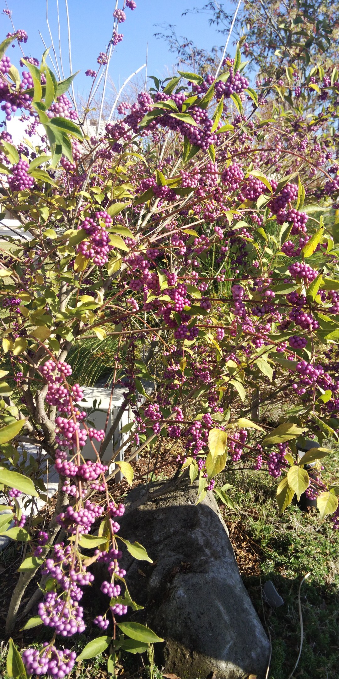 🕺RUNNING 🏃- 2021-10-18 / 壬生の山男 カネヤンさんのランニングの活動データ | YAMAP / ヤマップ