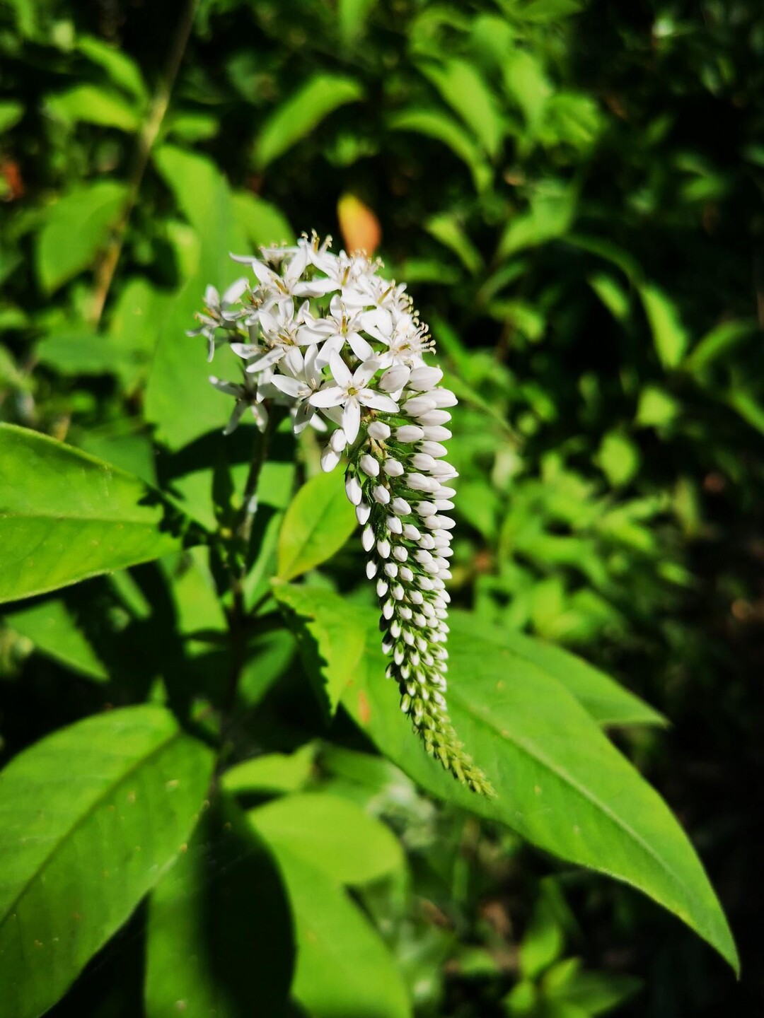 初夏の大楠山 / tarouさんの三浦アルプス・二子山・仙元山の活動データ | YAMAP / ヤマップ