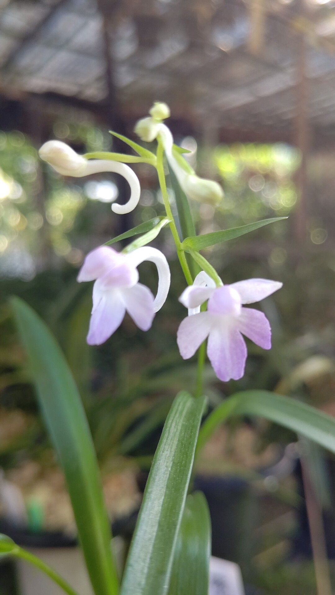 ウチョウラン咲き出しました😊 いつも同... / kouchanさんのモーメント | YAMAP / ヤマップ