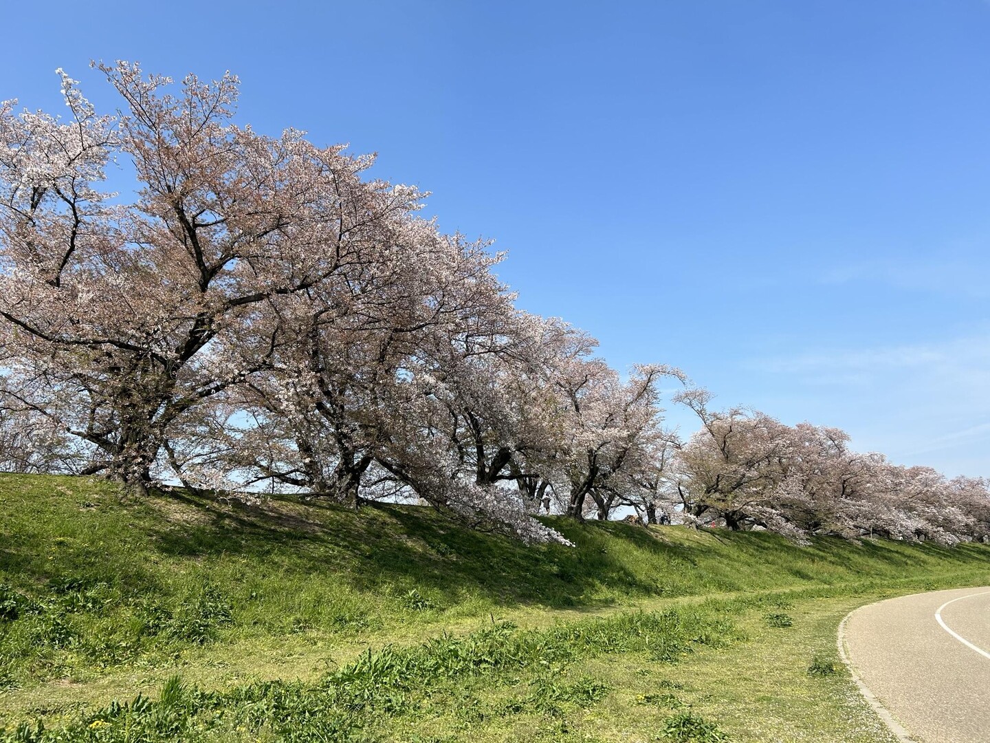 背割提 / Thomasさんの鳩ヶ峰の活動データ | YAMAP / ヤマップ