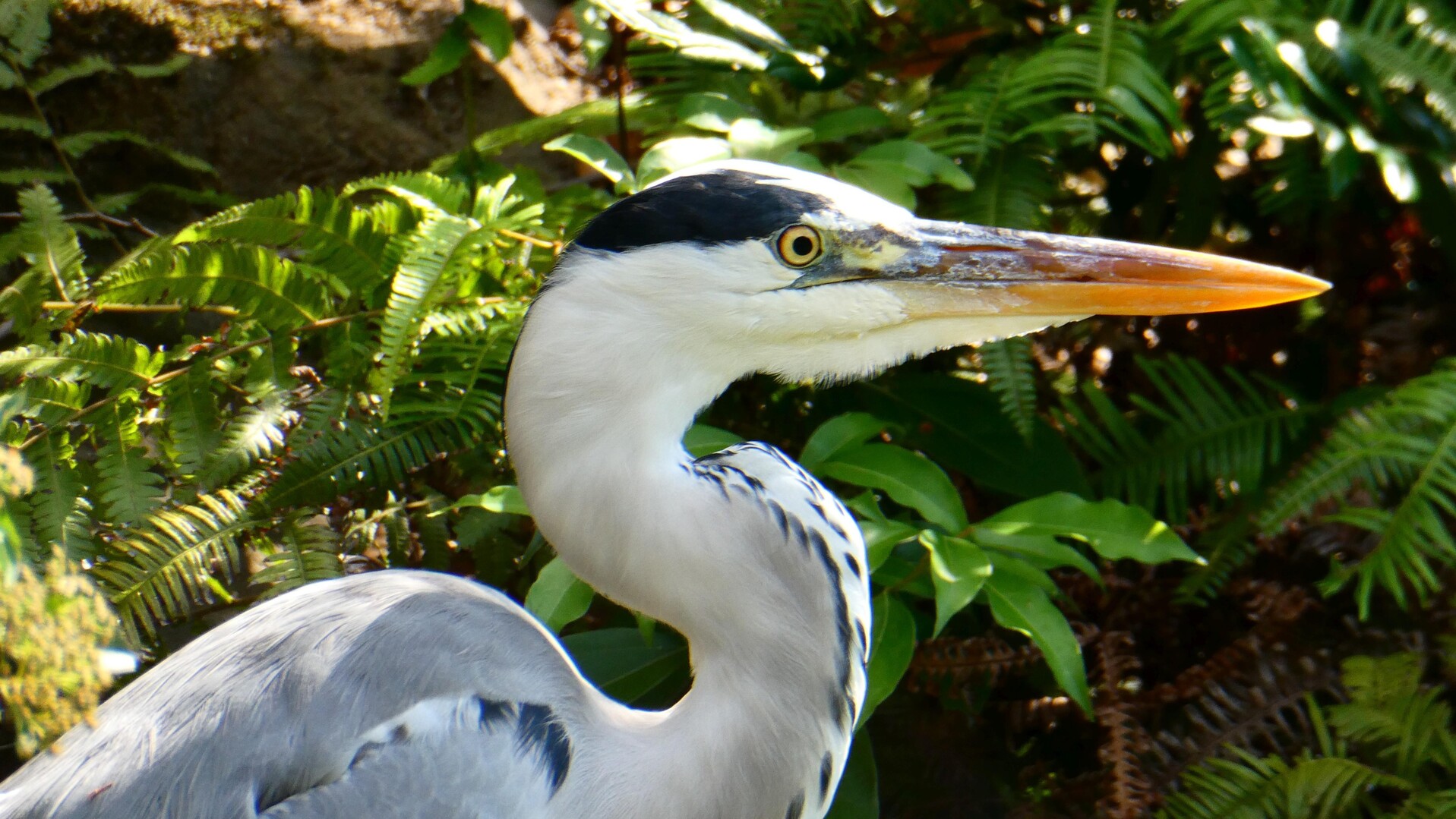 神園山と県民運動公園日本庭園 / suejirouさんの熊本市（中央エリア・北エリア）の活動データ | YAMAP / ヤマップ