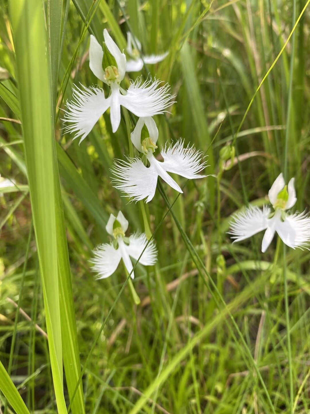 大高見峰・猫山・城山-2024-08-18 / あんれいさんの大高見峰・猫山・城山の活動データ | YAMAP / ヤマップ