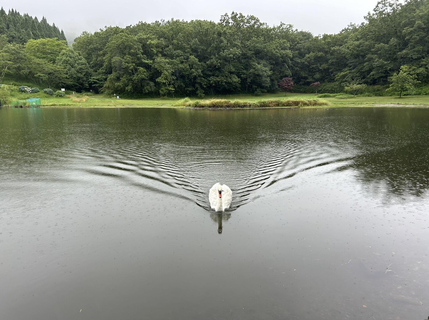 湿原と湖の花めぐり((´∀`*)) / datinさんの小鹿山の活動データ | YAMAP / ヤマップ