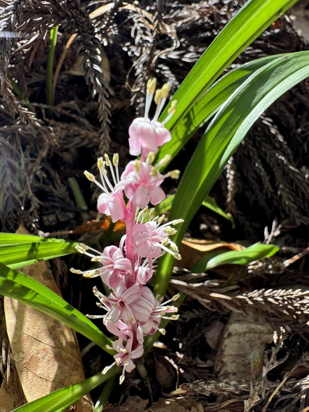 猿投山 629(🐫コース) / hitoさんの猿投山・物見山の活動データ | YAMAP / ヤマップ