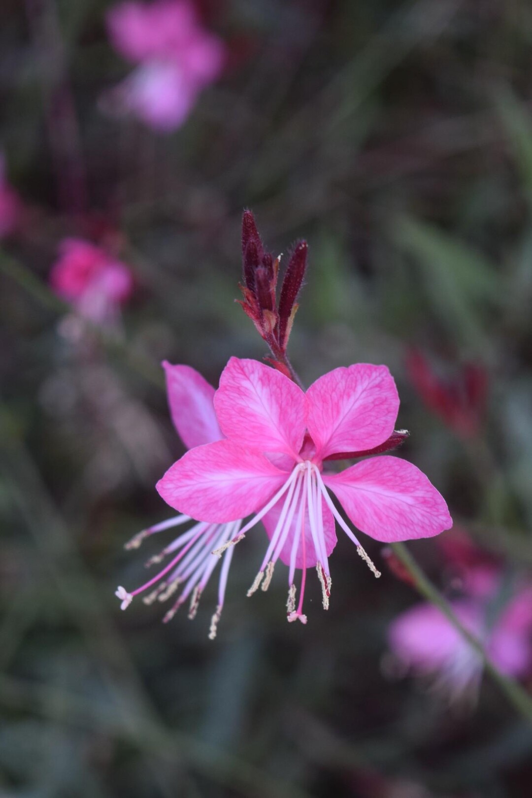 ガウラ(白蝶草)💠 花言葉は「負けず嫌... / hiroさんのモーメント | YAMAP / ヤマップ