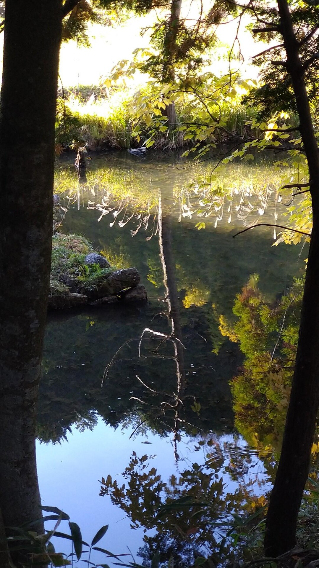 三ヶ岳方面 途中まで-2024-11-13 / オンサイトHTさんの三ヶ岳・高旗山の活動データ | YAMAP / ヤマップ