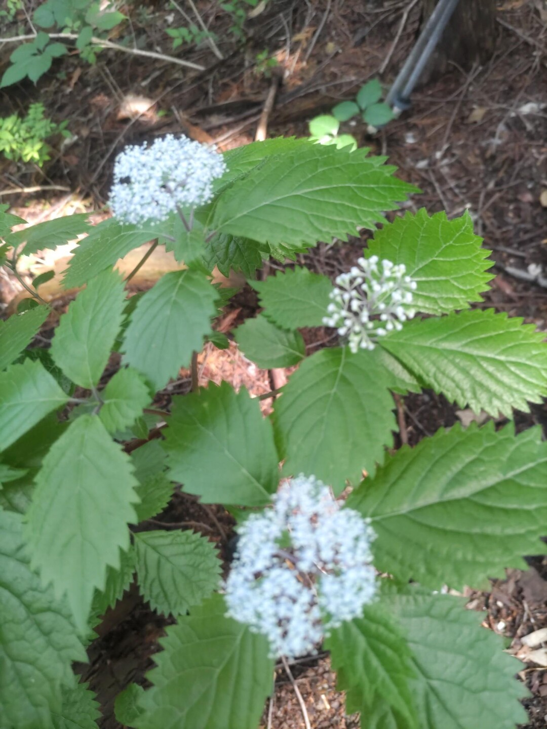 鳥屋山・540P・斑根石山 / 山好きよっちやんさんの古賀志山・赤岩山・鞍掛山・男抱山・半蔵山の活動データ | YAMAP / ヤマップ