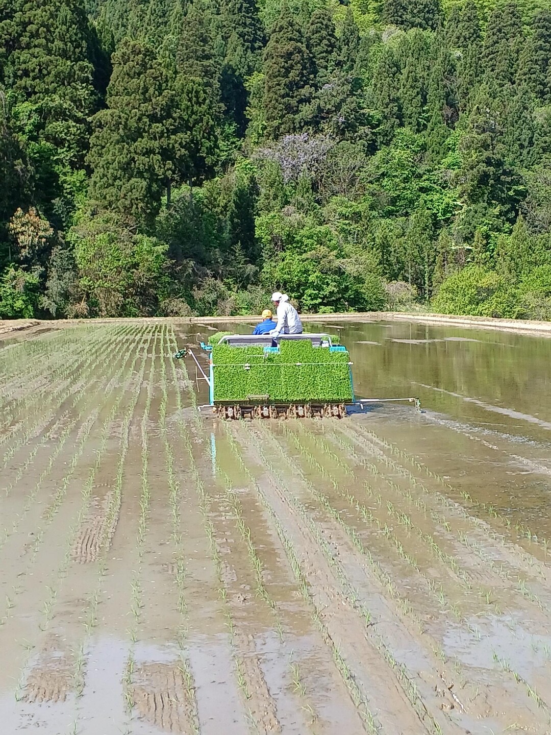 田植えお手伝い三日目、姪っ子がお子様連れ... / hanabuさんのモーメント | YAMAP / ヤマップ