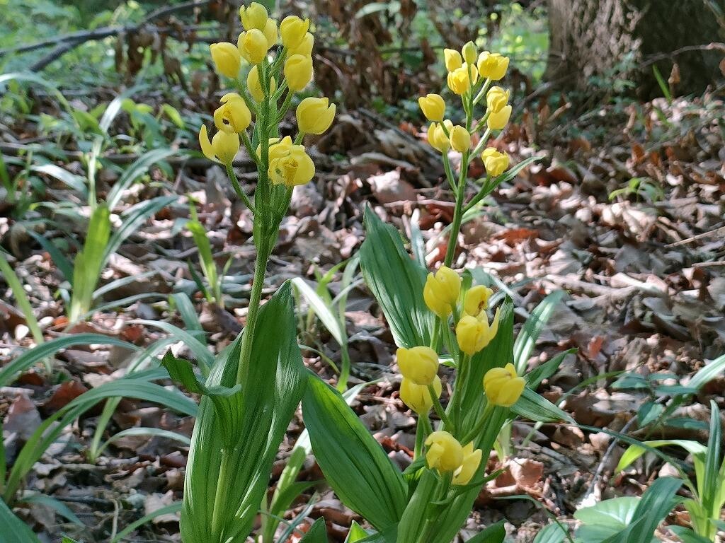 鹿田山フットパス、ひとり午後散歩（4/2... / sakupapaさんのモーメント | YAMAP / ヤマップ