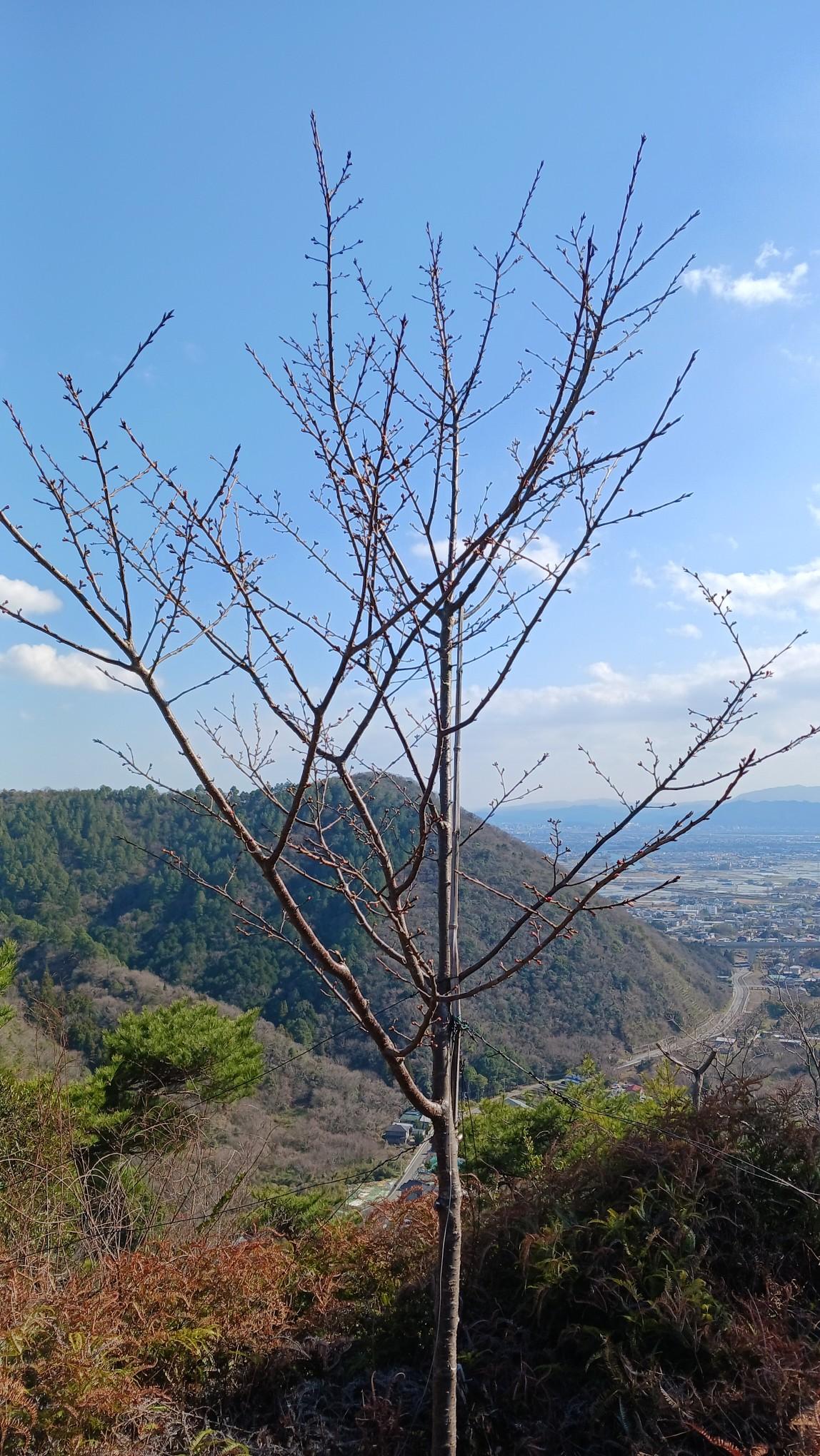 山トレ25030(天円山) / 裏方流石さんの大麻山・天円山の活動データ | YAMAP / ヤマップ