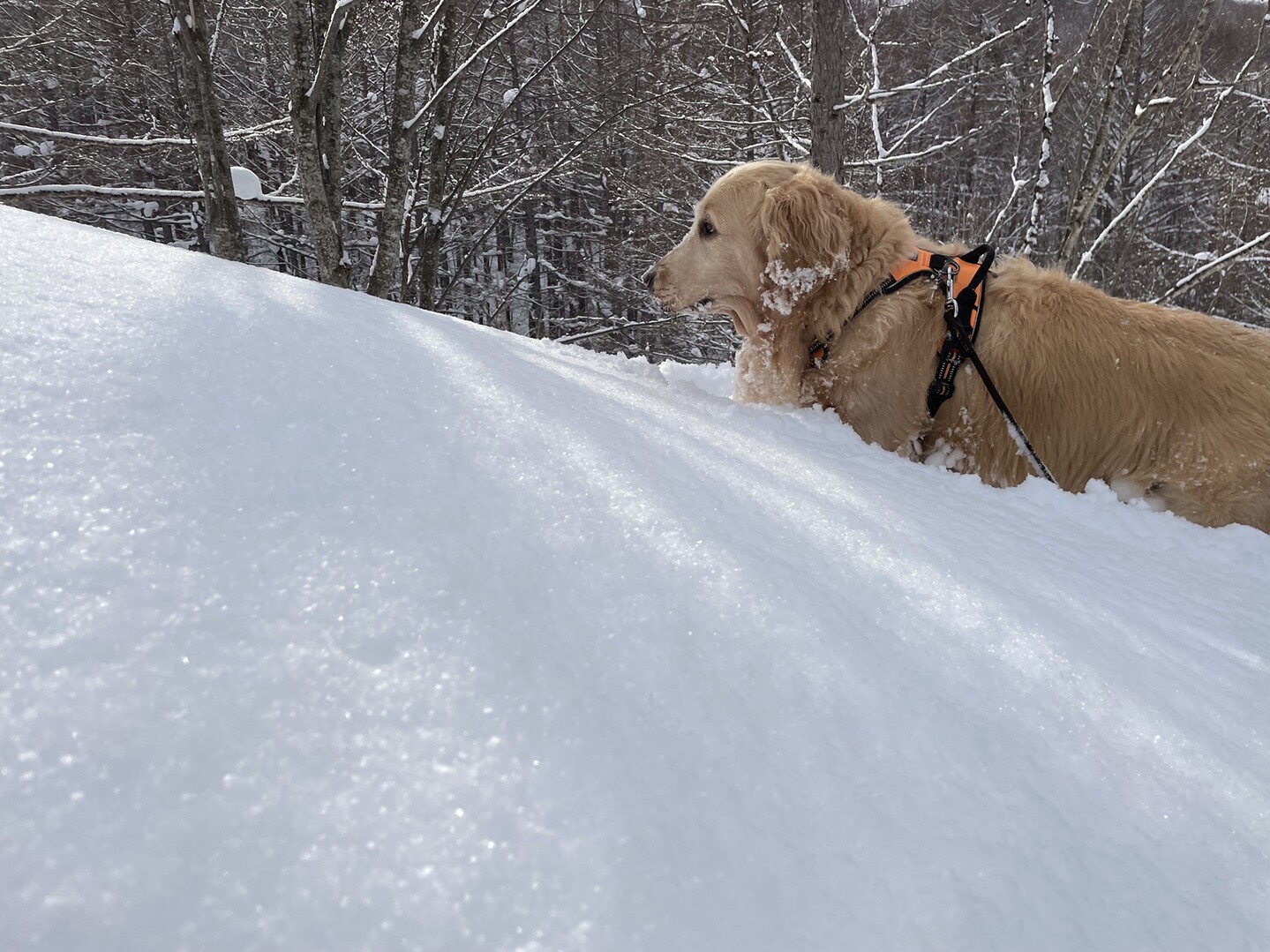 万字ズリ山 ️9️⃣連日 / mii500さんの幌向岳・ズリ山の活動データ | YAMAP / ヤマップ