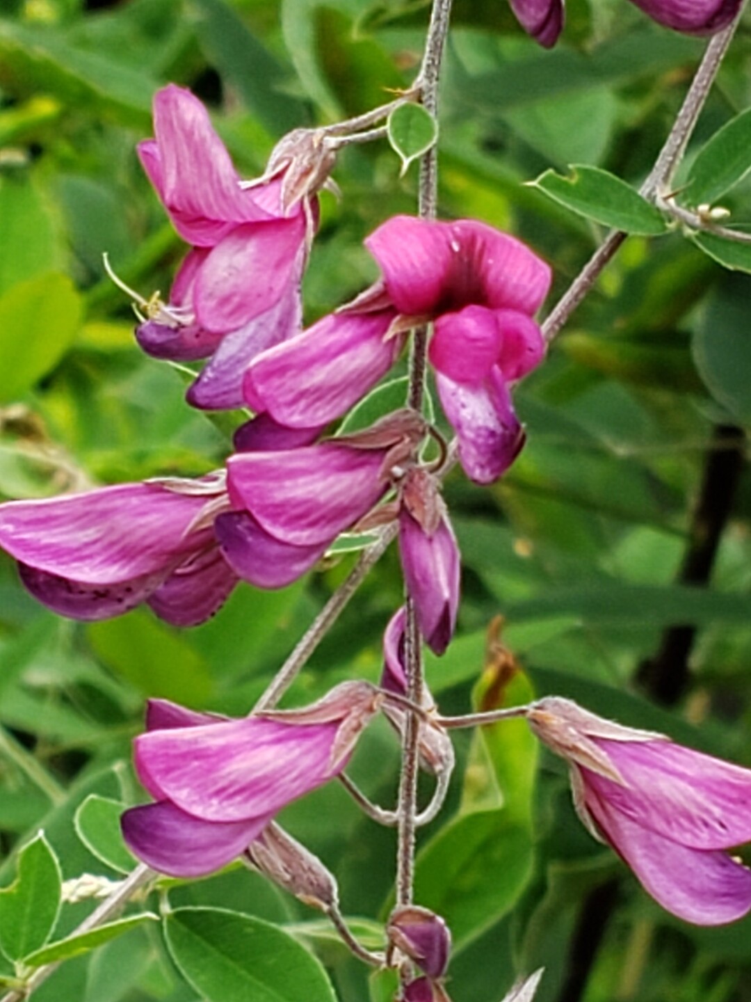 2021.06.12(土) 01:12 / 北京げんじんさんのモーメント | YAMAP / ヤマップ