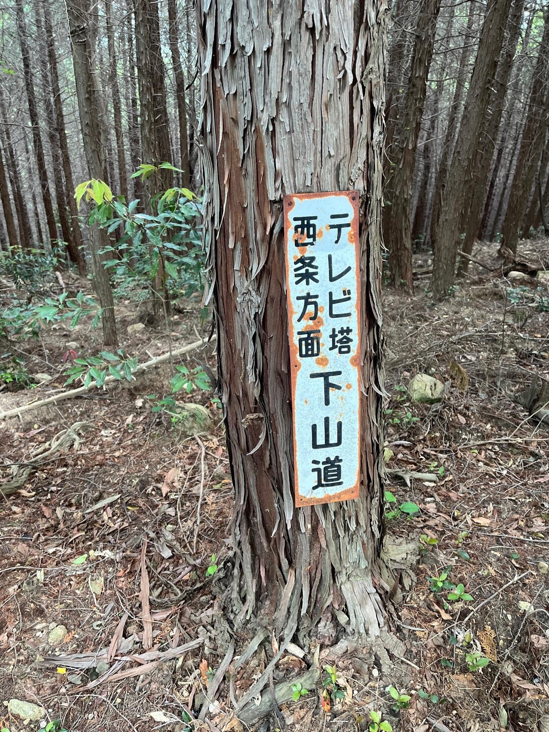 龍王山 / DC2 野郎さんの龍王山の活動データ | YAMAP / ヤマップ