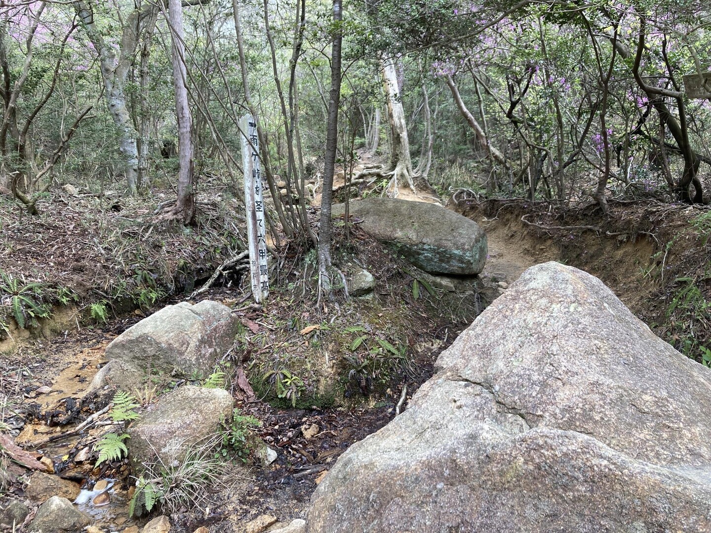 moppiさんの投稿したフィールドメモ | YAMAP / ヤマップ