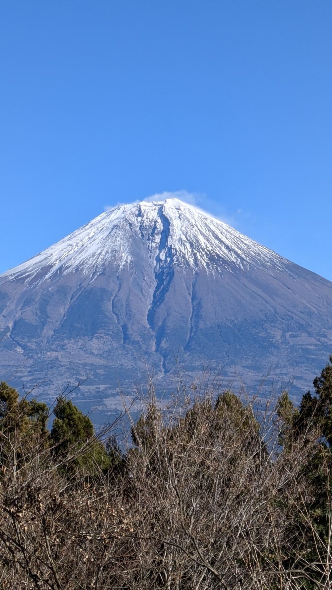 長者ヶ岳😳 / Sho_P.rabbitさんの長者ヶ岳・天子ヶ岳の活動データ | YAMAP / ヤマップ