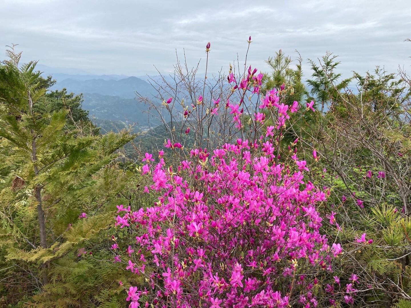 朝活で納古山へ中級コースで / assiさんの納古山の活動日記 | YAMAP / ヤマップ