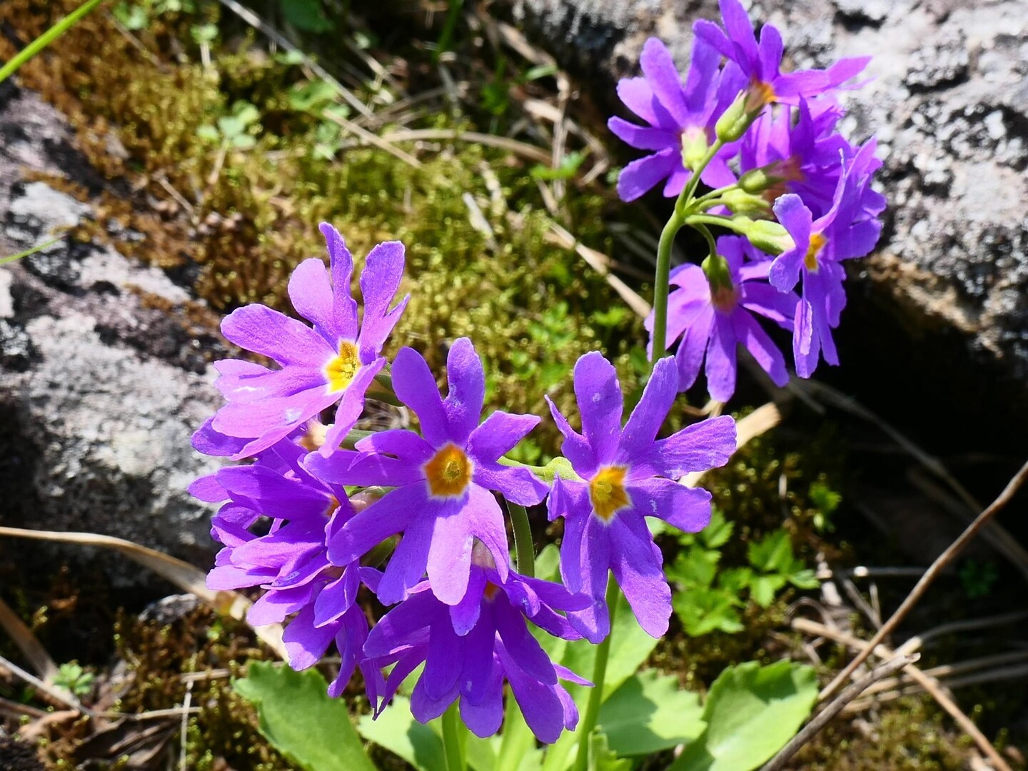 岩木山ミチノクコザクラ / yama0028さんの岩木山（岩鬼山）・鳥海山・鍋森山の活動データ | YAMAP / ヤマップ