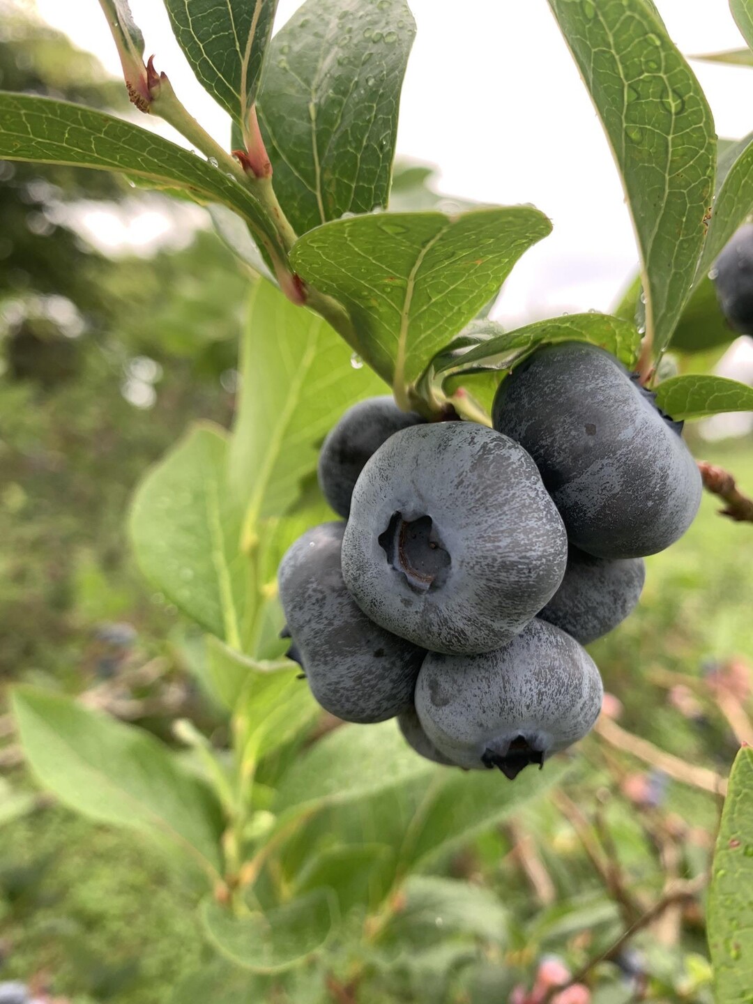 今日は、久しぶりの平日のお休み😆 ブル... / nekoさんのモーメント | YAMAP / ヤマップ
