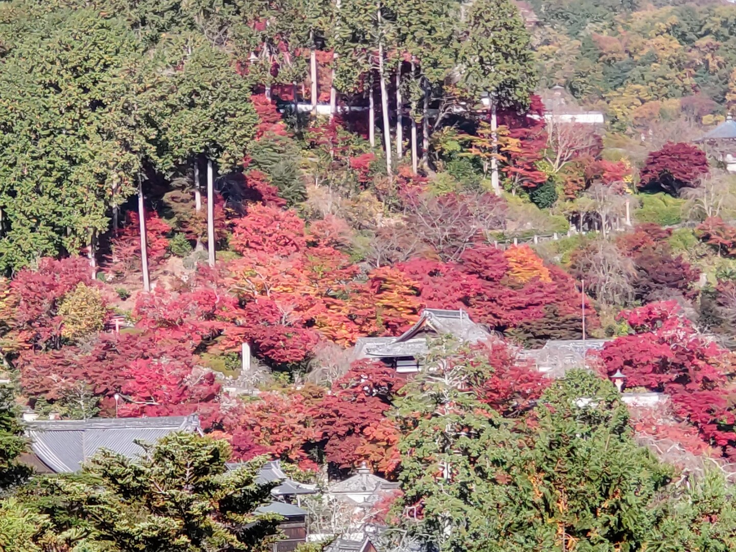 再びの西山古道 / ss43mさんのポンポン山・釈迦岳・小塩山・若山の活動データ | YAMAP / ヤマップ