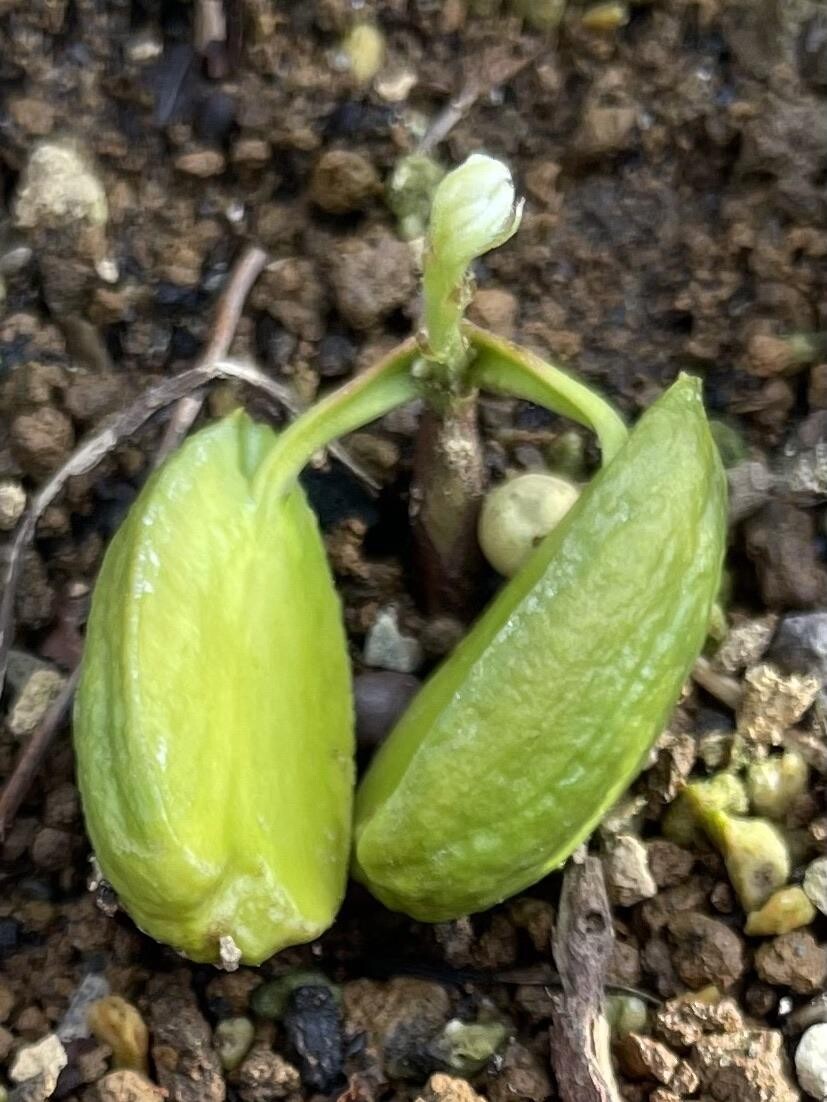 どんぐり 発芽して来た。 今年は何本成長... / ken-3さんのモーメント | YAMAP / ヤマップ