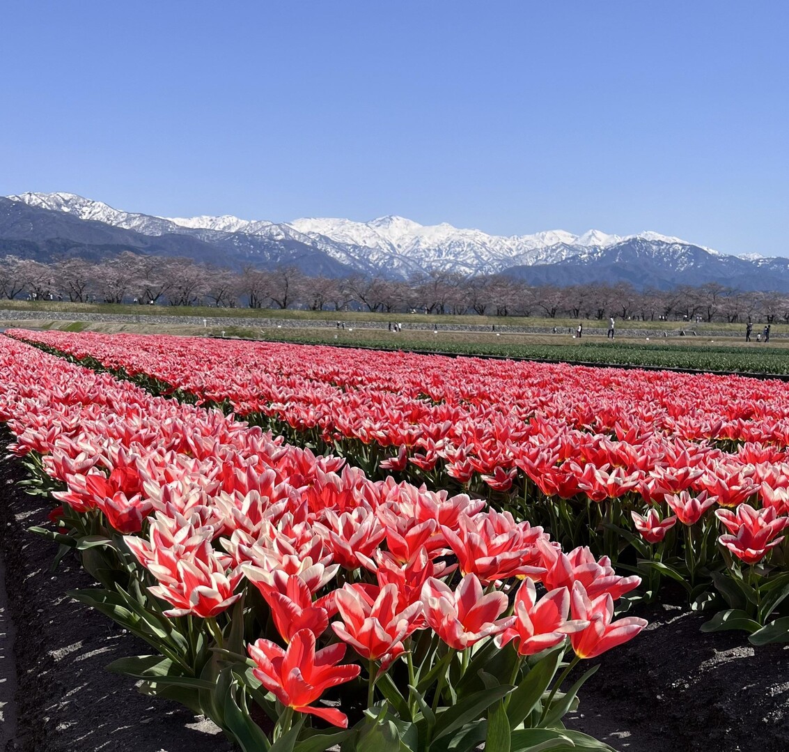 1時間縛りでどこまで？ / mierinさんの千石城山の活動データ | YAMAP / ヤマップ