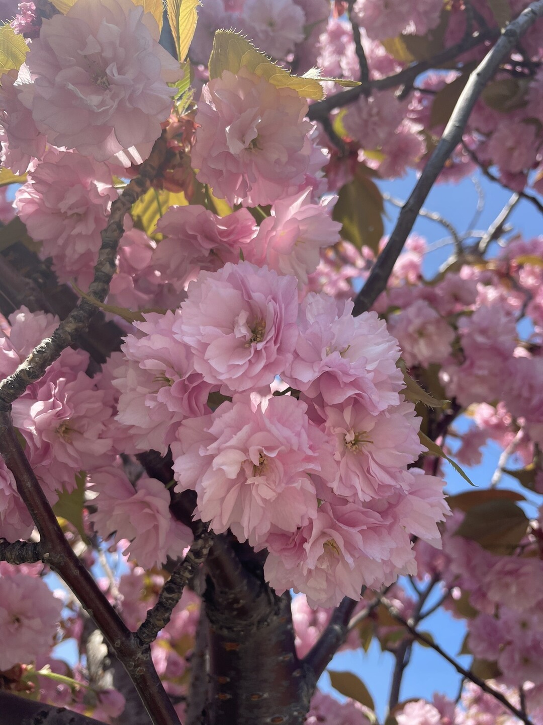 お山とは関係無いですが、通勤路で満開の八... / かずさんのモーメント | YAMAP / ヤマップ